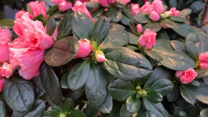 Tout savoir sur l’azalée : entretien, floraison et variétés - OuiStock