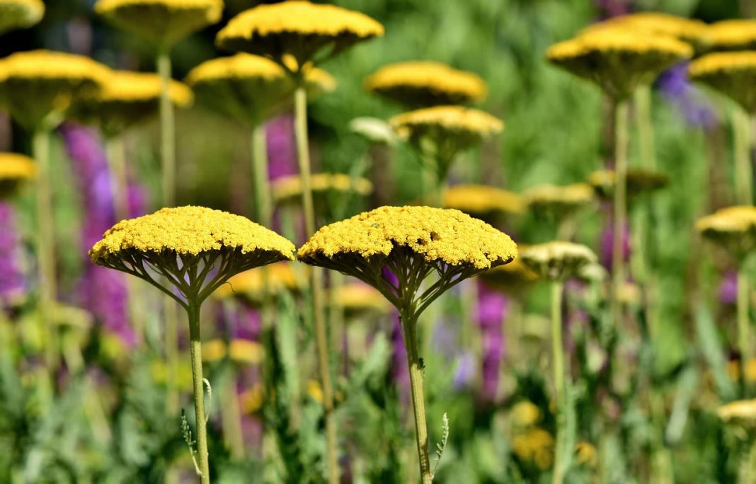Les 30 Plus Belles Fleurs Jaunes Pour Illuminer Votre Jardin - OuiStock