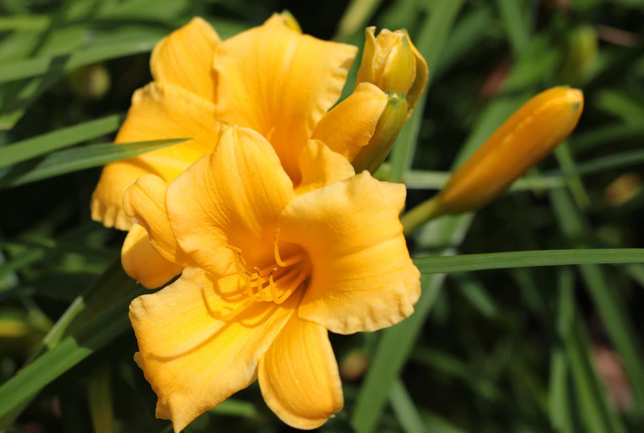 Les 30 Plus Belles Fleurs Jaunes Pour Illuminer Votre Jardin - OuiStock