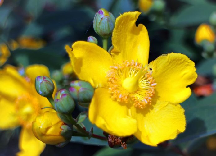 Les 30 Plus Belles Fleurs Jaunes Pour Illuminer Votre Jardin - OuiStock